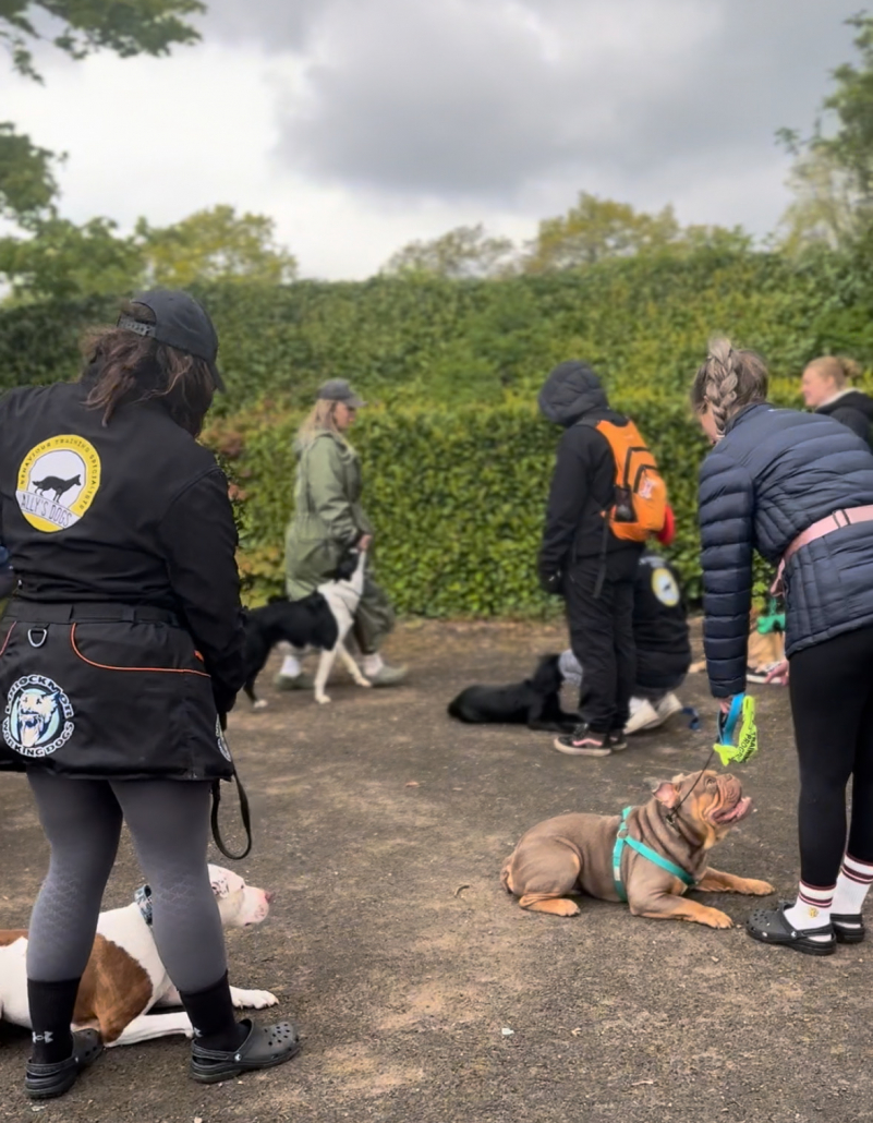 Dog training workshops in Solihull, Birmingham | Allys Dogs